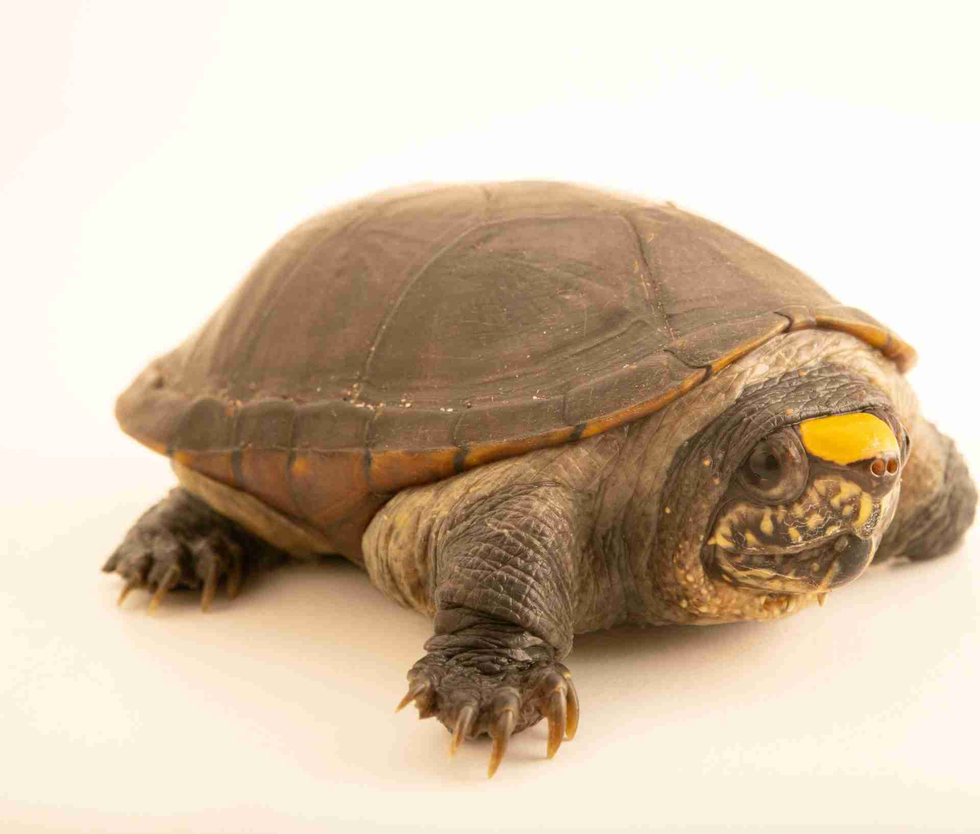 The Vallarta Mud Turtle | Mexico