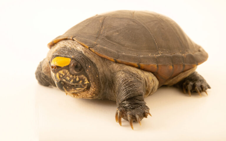 The Vallarta Mud Turtle | Mexico | Turtle Island