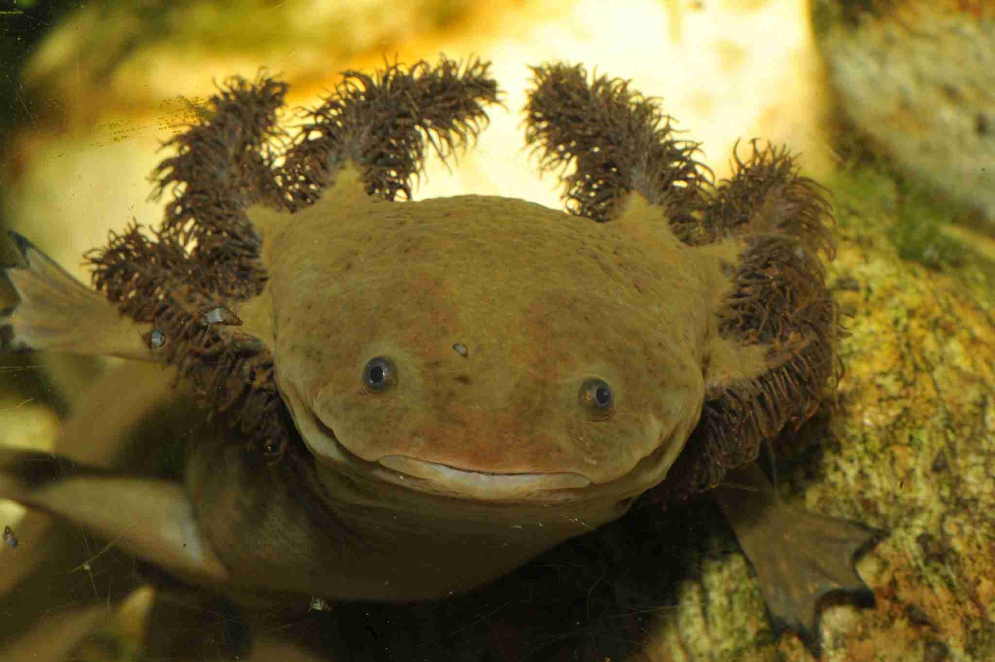 The Lake Pátzcuaro Salamander | Mexico | Turtle Island