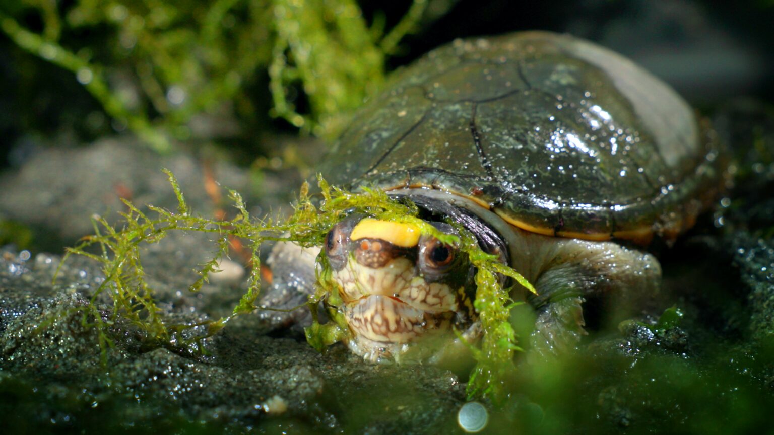 The Vallarta Mud Turtle | Mexico | Turtle Island