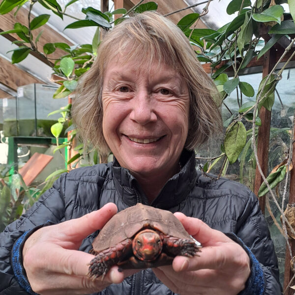 Join Turtle Island: Protect Endangered Turtles 🐢