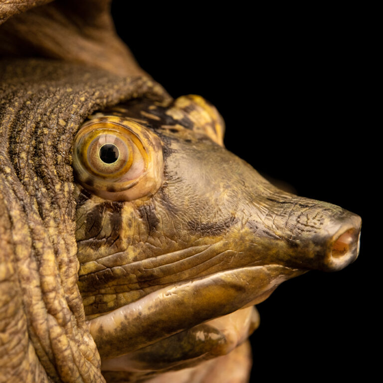 Adopt a Turtle – Support Endangered Species | Turtle Island