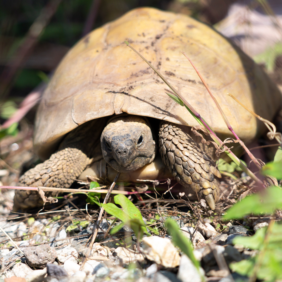 Adopt a Turtle – Support Endangered Species | Turtle Island
